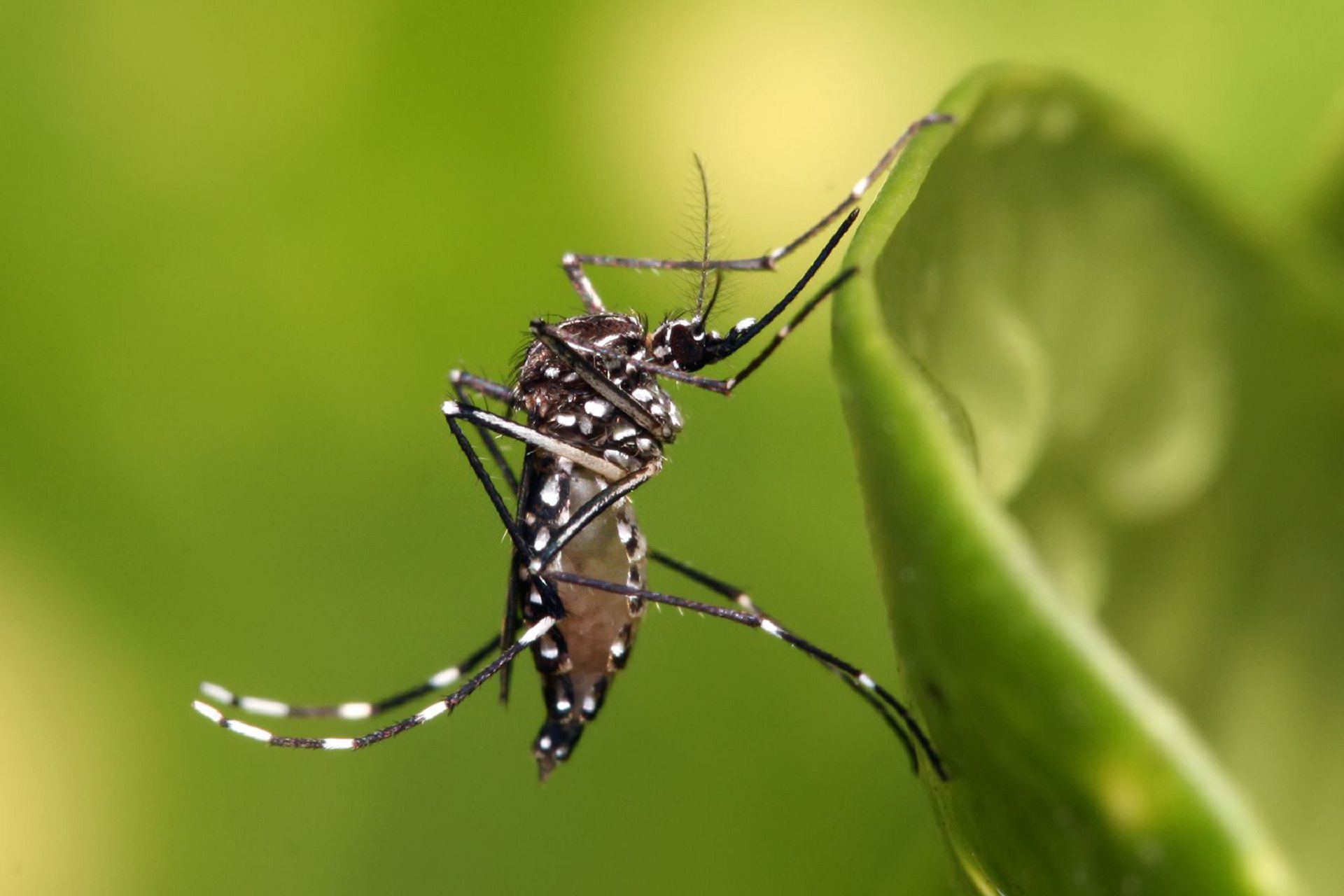 Dangerous Mosquitoes of Southeast Asia - Eco-friendly mosquitotraps